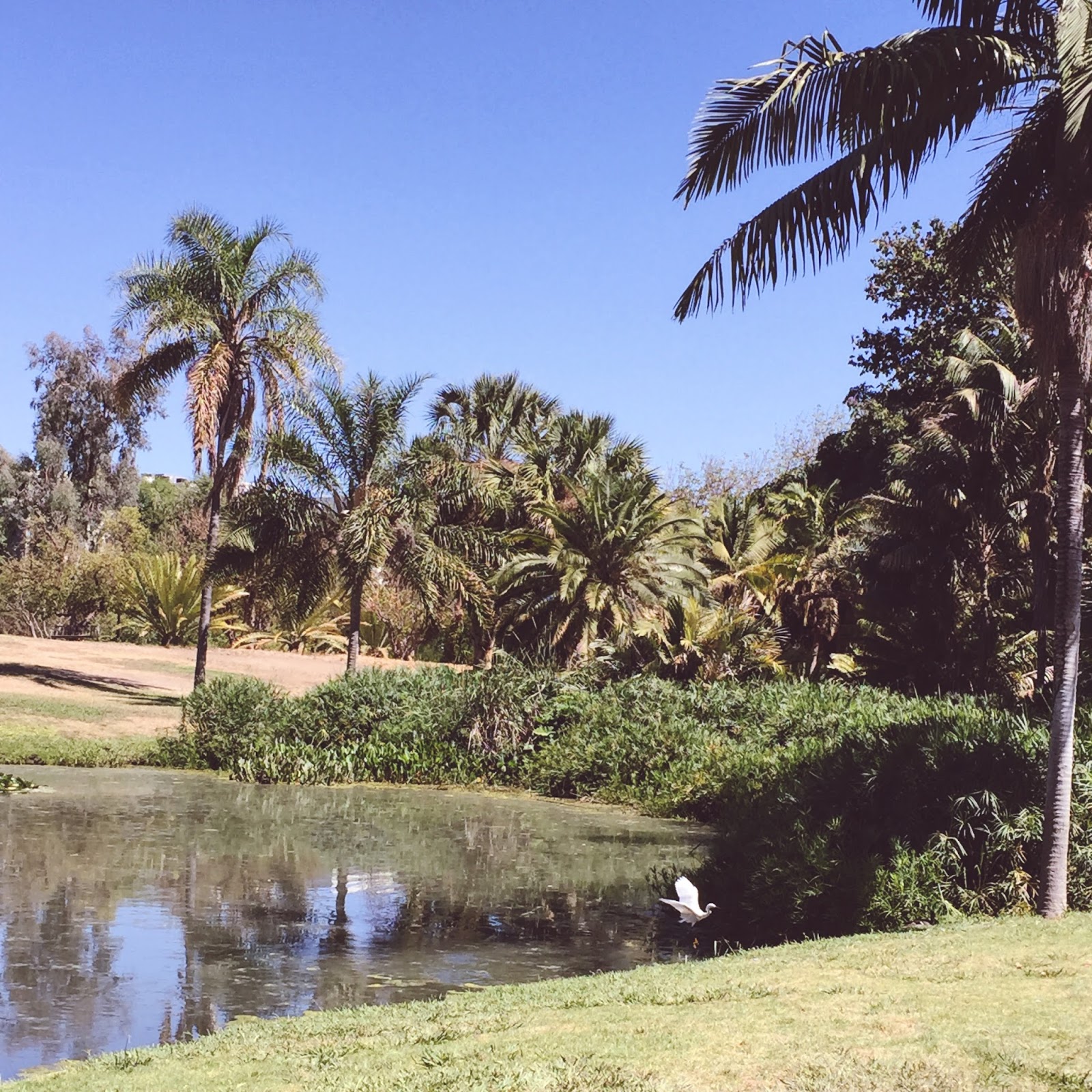 Fullerton Arboretum | StephC