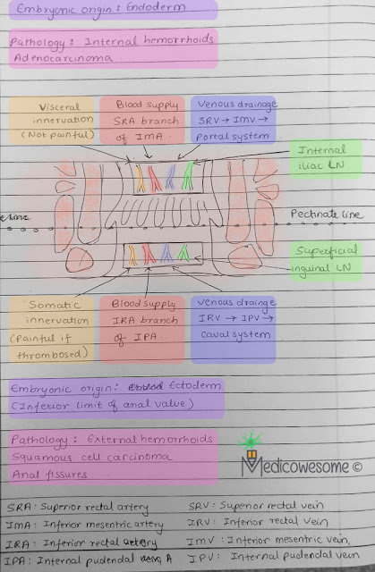 Medicowesome: Ano-Rectal anatomy: Above and below pectinate line
