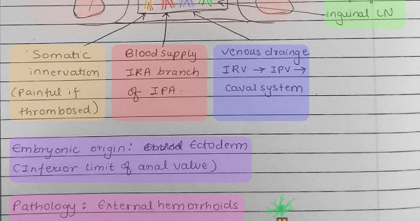 Medicowesome: Ano-Rectal anatomy: Above and below pectinate line