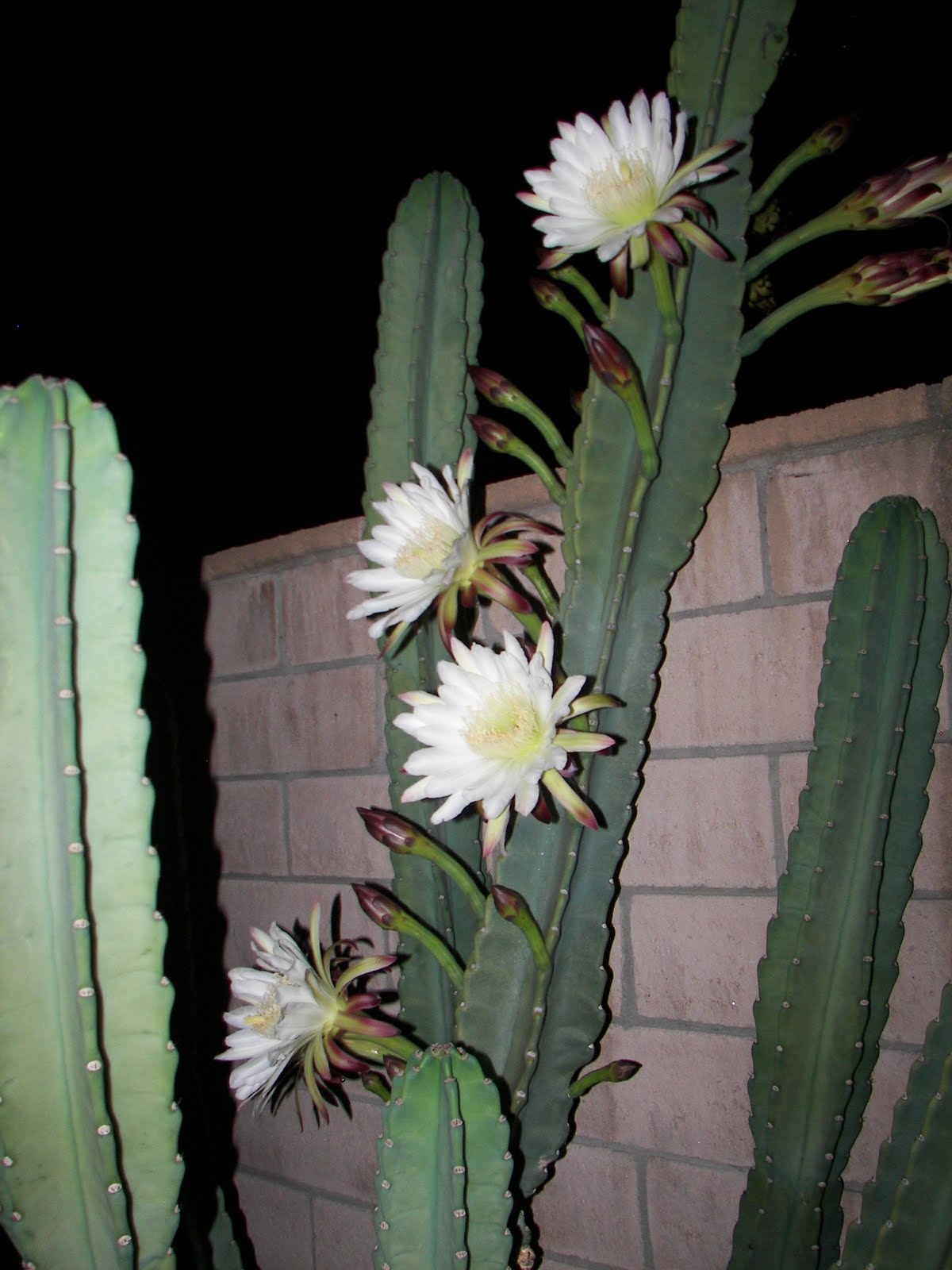 The Epiphyllum Garden: Cereus Peruvianus