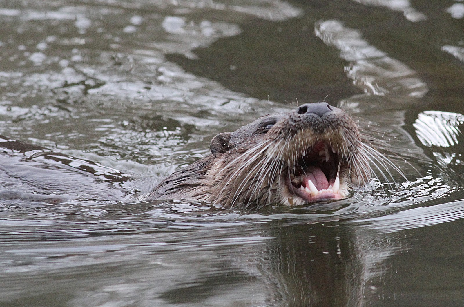 Brian's birding blog: Otters