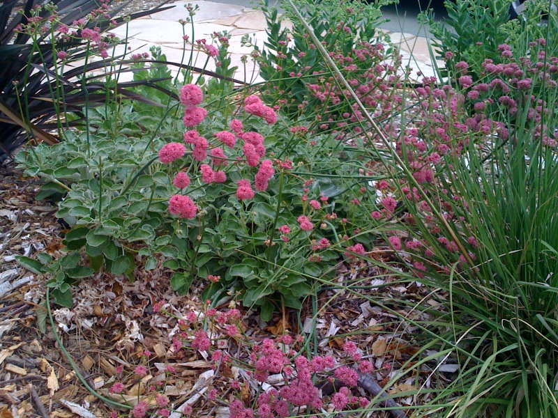 The Mighty Kitchen Garden: Garden Bloggers' Bloom Day July 2011