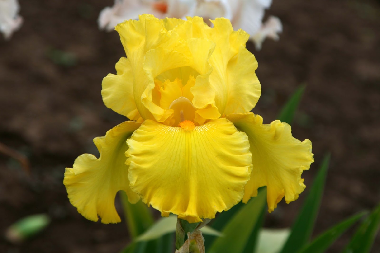 World of Irises: Let the Sun Shine In