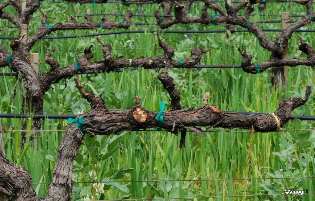 Vinsanity: The trouble with...