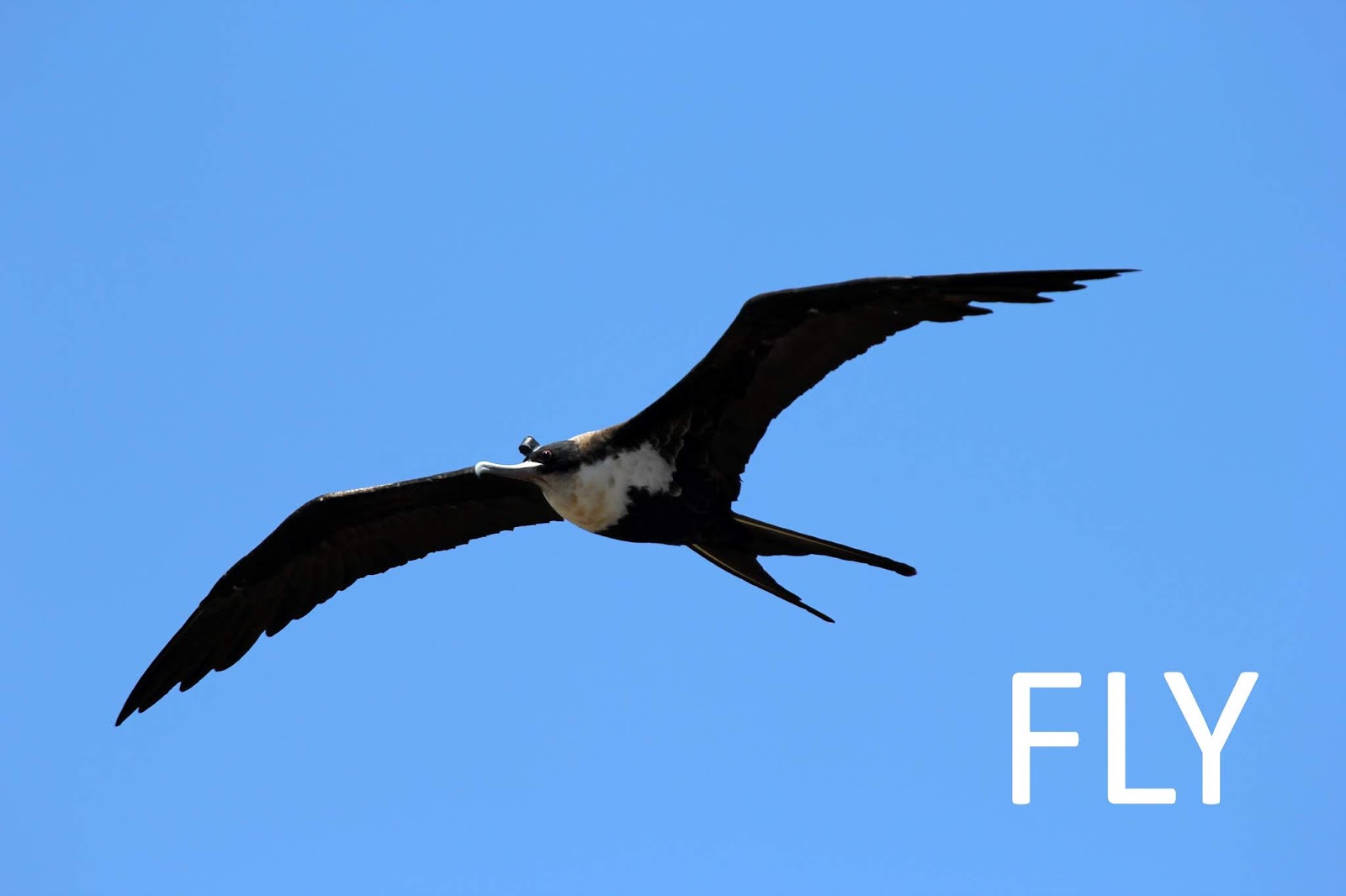 Malamalama - blog: Comencem les classes de FLY.