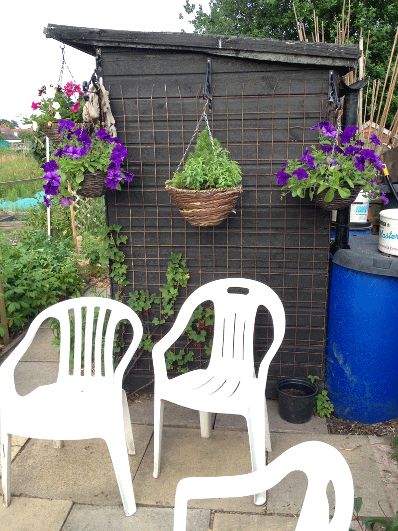 Allotment Garden: Early July allotment photographs.