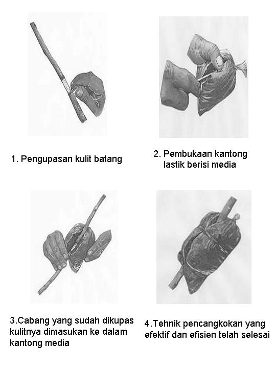 Blog Biasa: Perkembangbiakan Generatif dan Vegetatif Hewan dan Tumbuhan