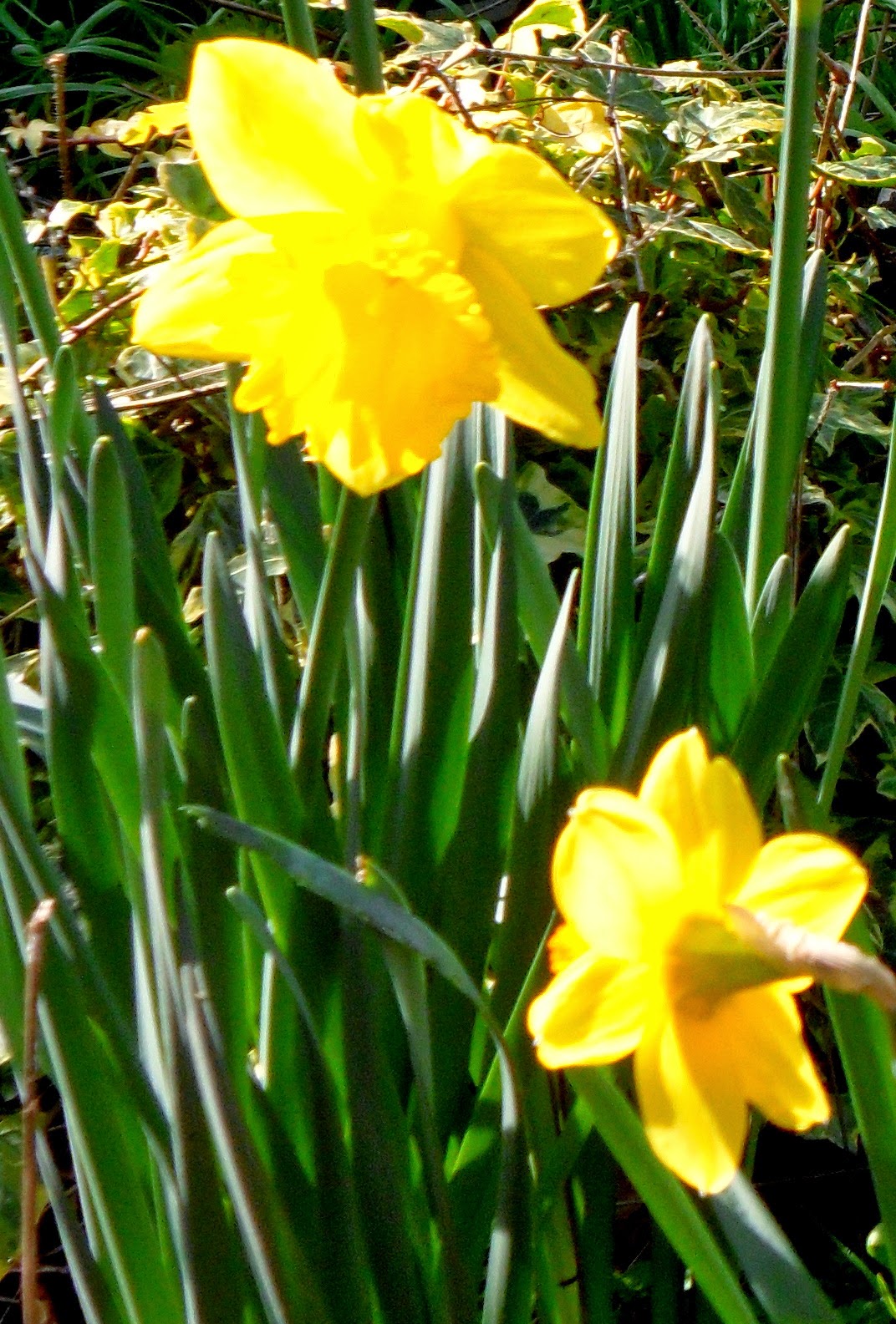 gillyflower: Saturday Snapshots