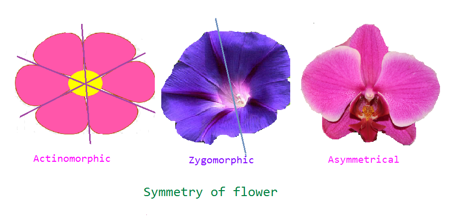 Beauty Of Plants: Flower