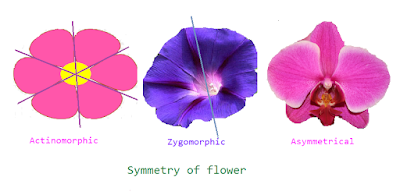 Beauty Of Plants: Flower