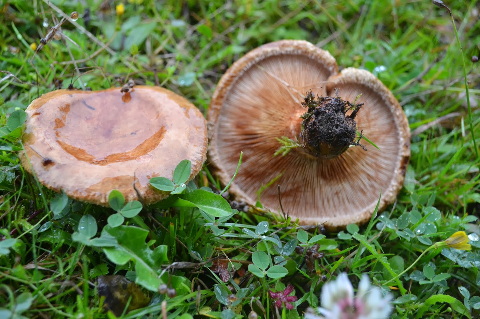 Estudio de la micologia: Paxillus Filamentosus.