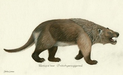 Noticias de Paleontologia: Proborhyaena gigantea, un gran metaterio del ...