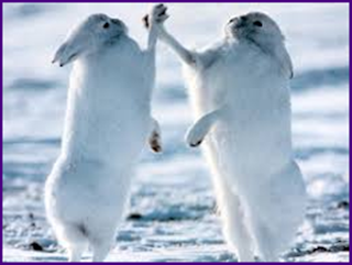 Affiliblog 2: High Five At A New Level ~ Best Bunnies