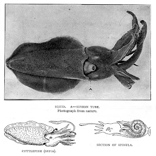 From Stillwater: Devil Fishes