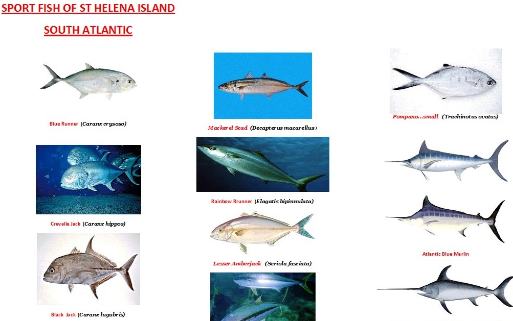 Fishing St Helena Island: Fish Species of St Helena