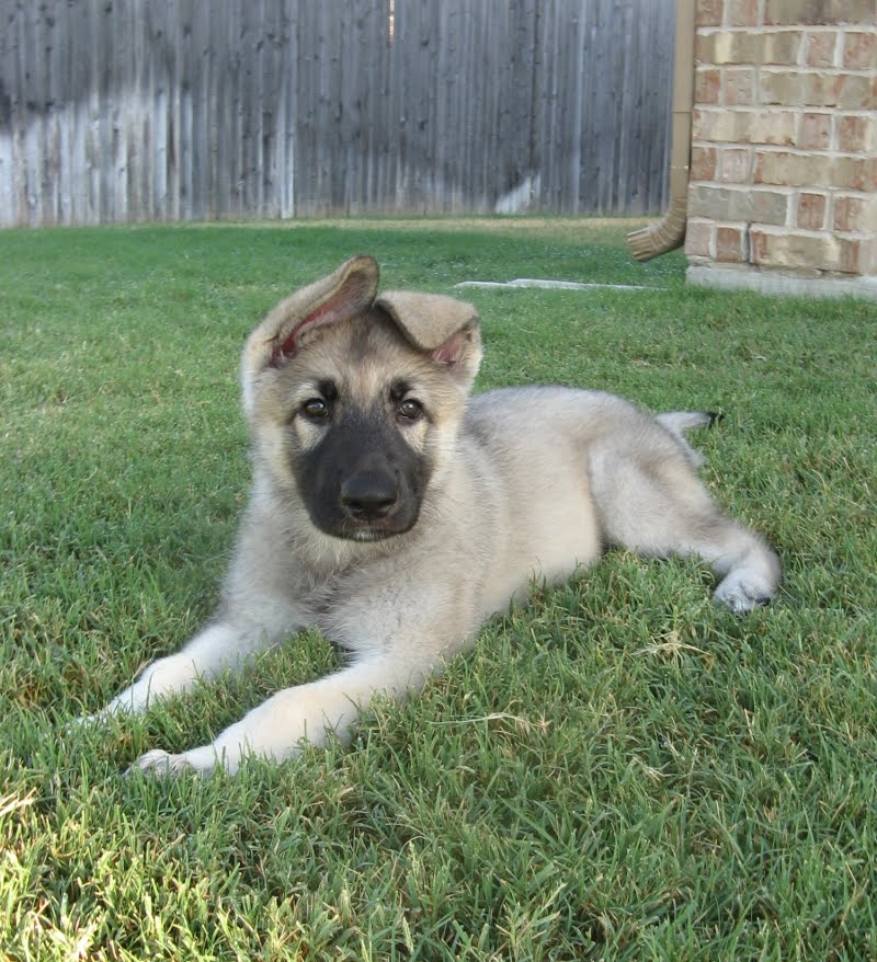 Sparta ISSA Shiloh Shepherds