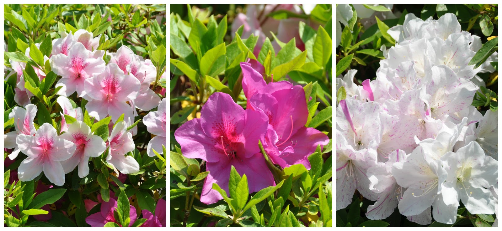 Notatki z Japonii: Azalie