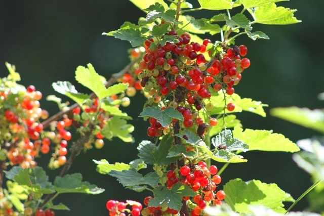 Cuina Cinc: Melmelada de grosella