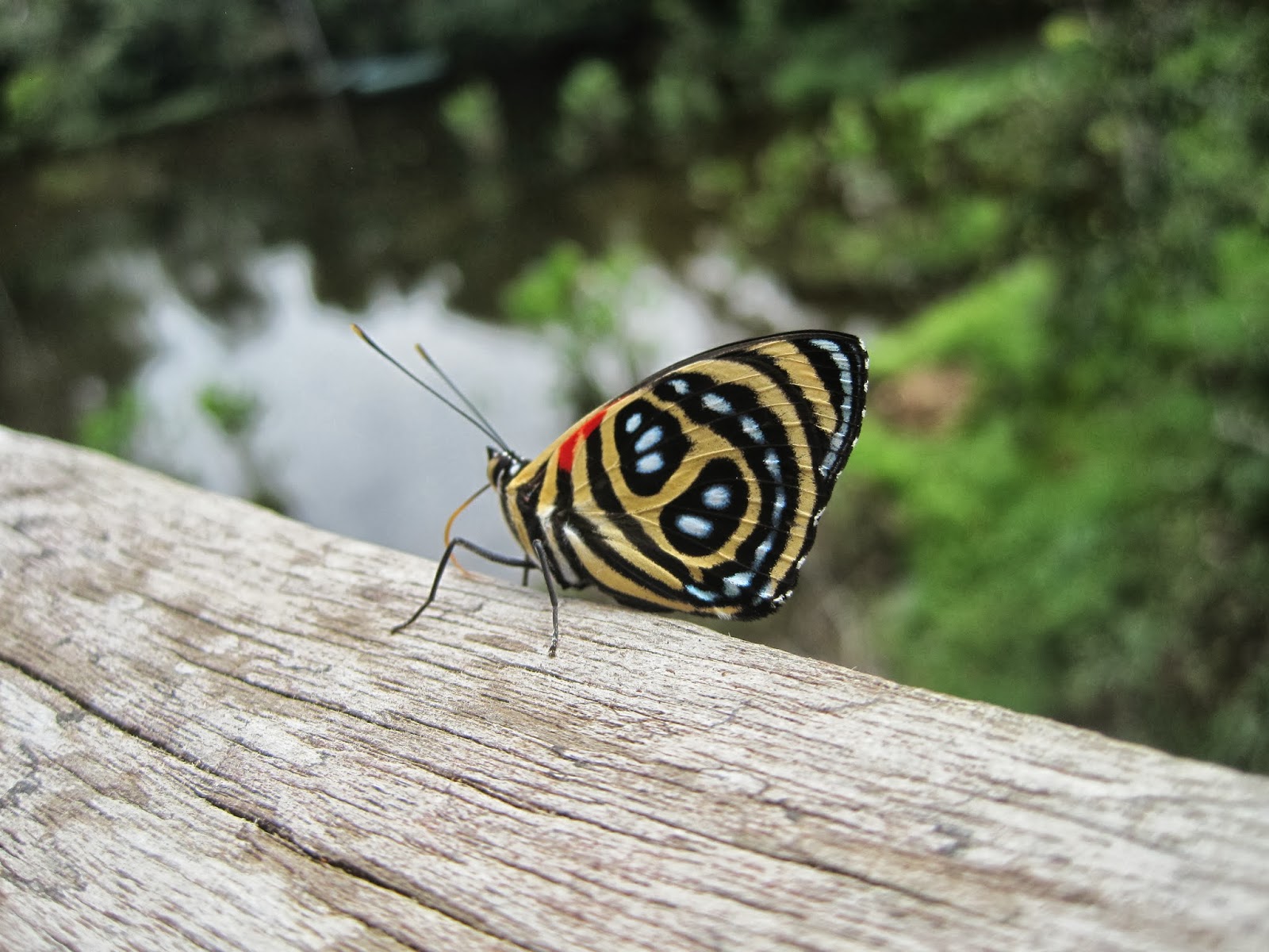 Peregrination: Yarina, the Finale: Blurry Bird Pictures for Bob and Tri ...