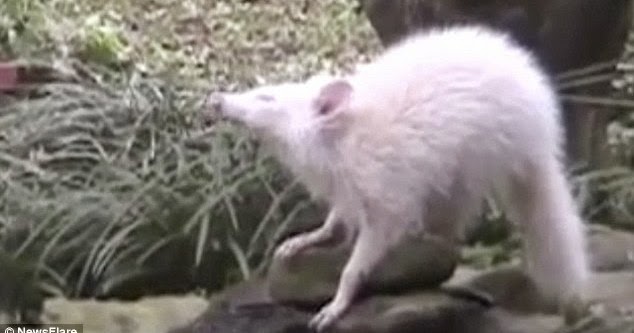 White Wolf : Rare Albino Raccoon Spotted in Tennessee Garden (VIDEO)