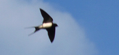 Vilt og vakkert: En svale gjør ingen sommer,