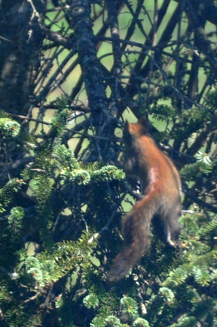 Vicki Lane Mysteries: The Elusive Boomer