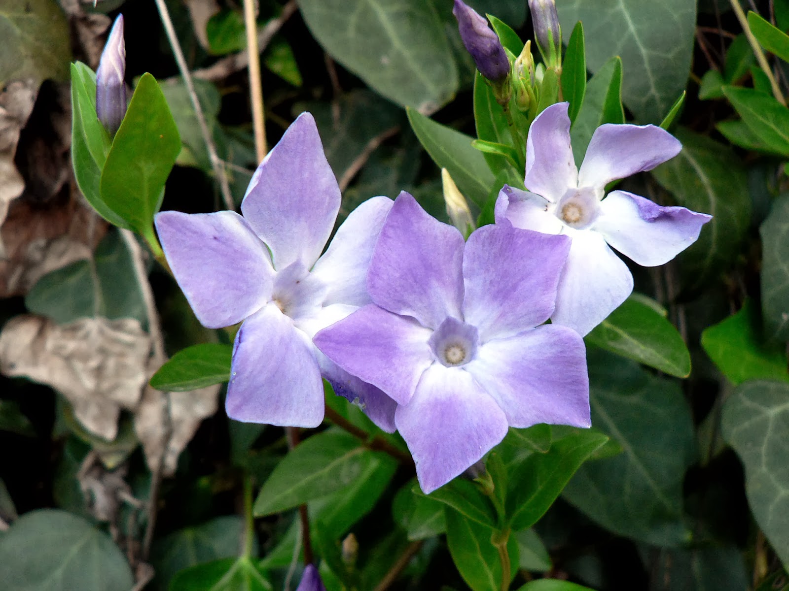 Desde Alájar: Hierba doncella