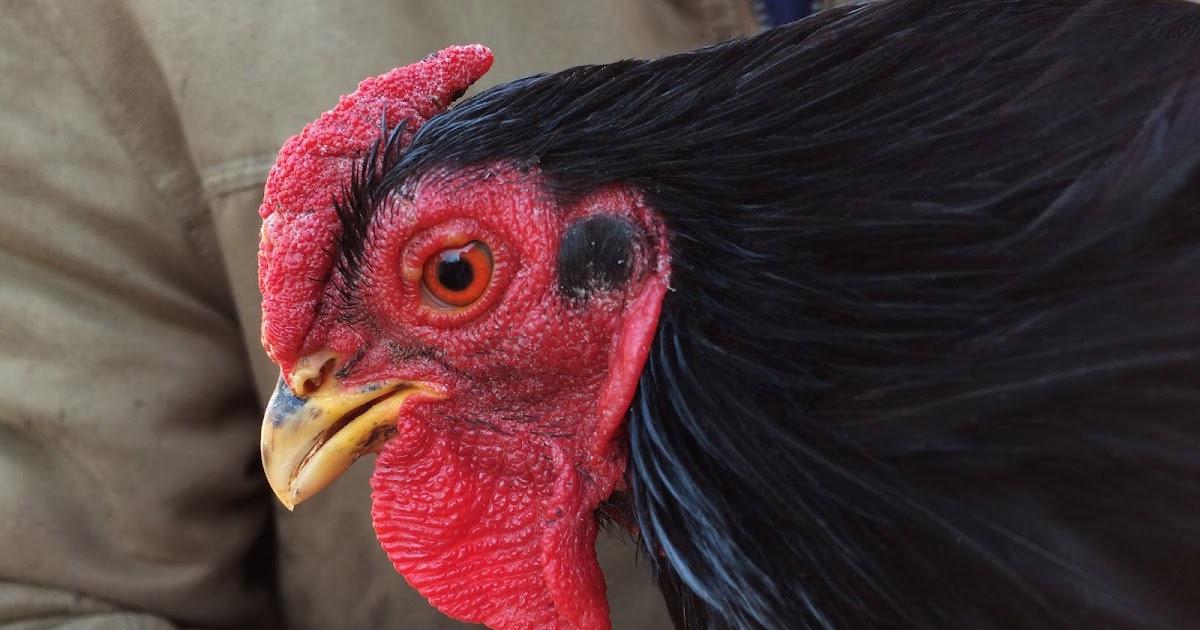 Sedosas Villa Arroyo: Wyandotte Enano Negro