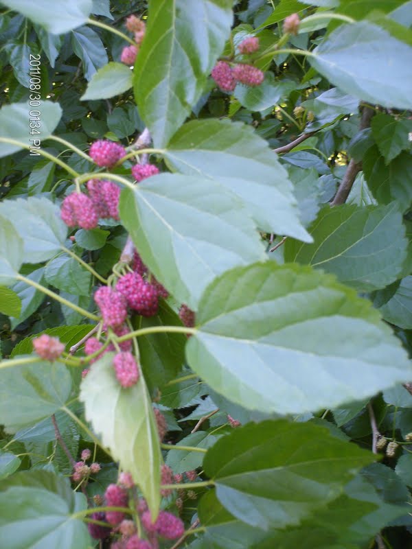 TRUDES PHOTONEWS: MEU QUINTAL - AMORA JAPONESA OU AMORA MIURA