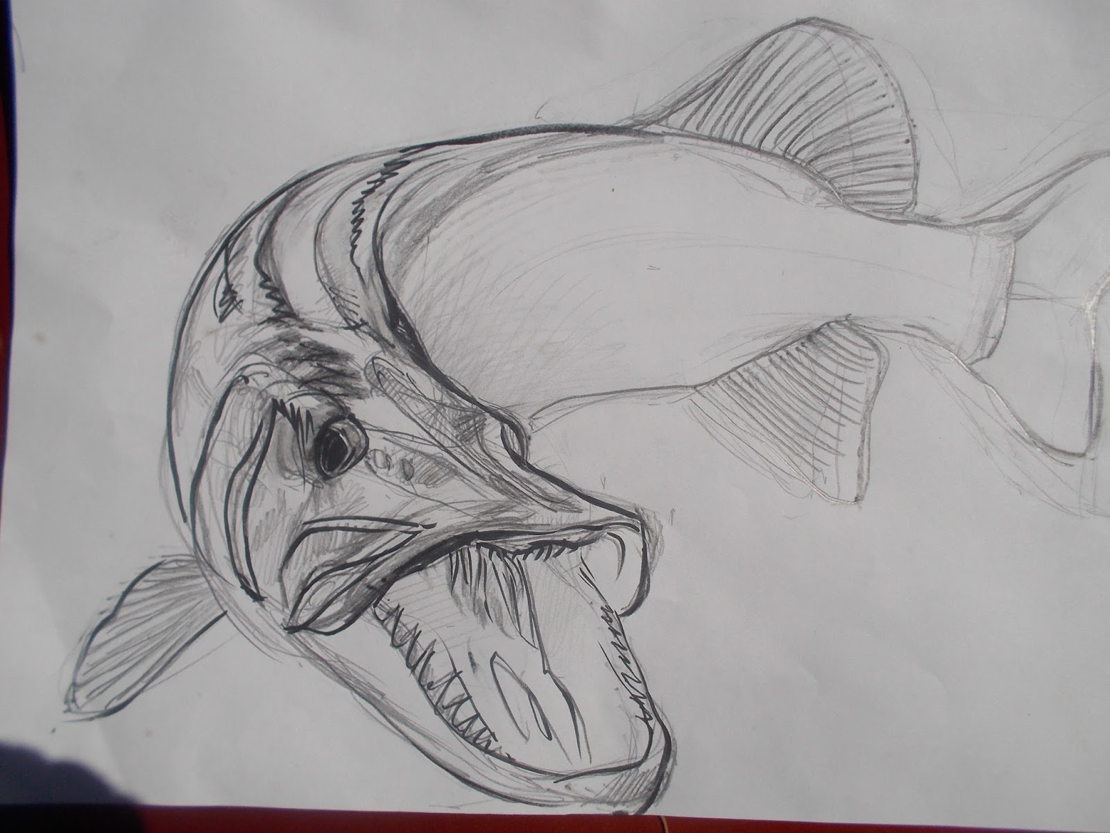 Muskie Drawings