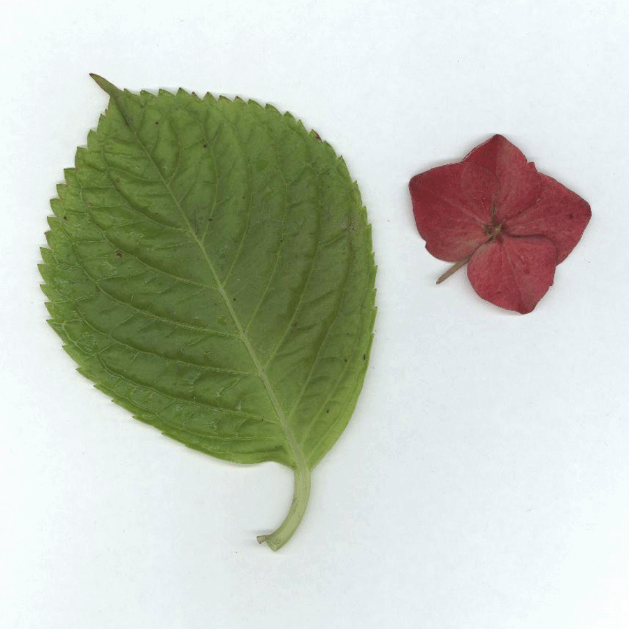 Eden By The Bay: Plant Identification Terminology