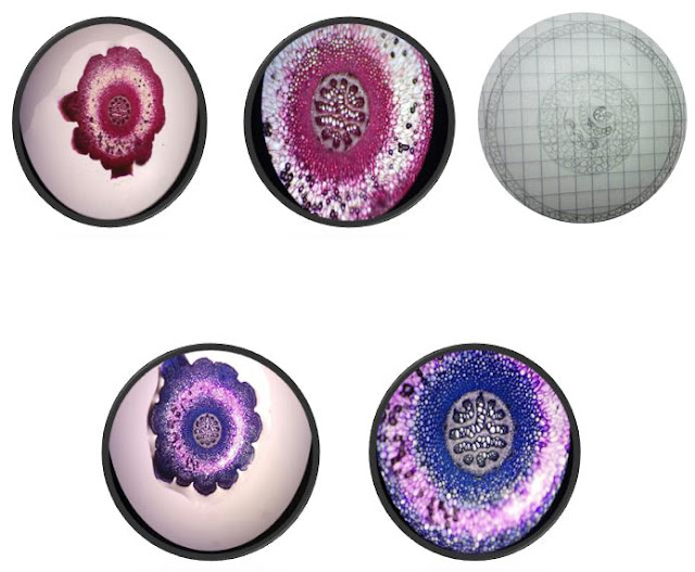 BIOLOGÍA VEGETAL II.: Pteridofitos