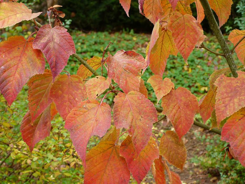 Les Pins Noirs: Acer Hersii, Cornus kousa "Great Star" ou Viburnum "Huron"