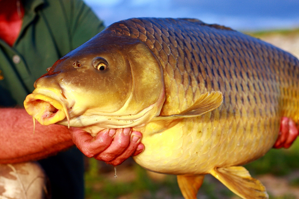 Fishing In Croatia (and in the neighbourhood): Carp from Ontario