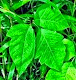 Poison Ivy - Nature's "Three Leaf Wonder": Poison Ivy Life Cycle, Part 1