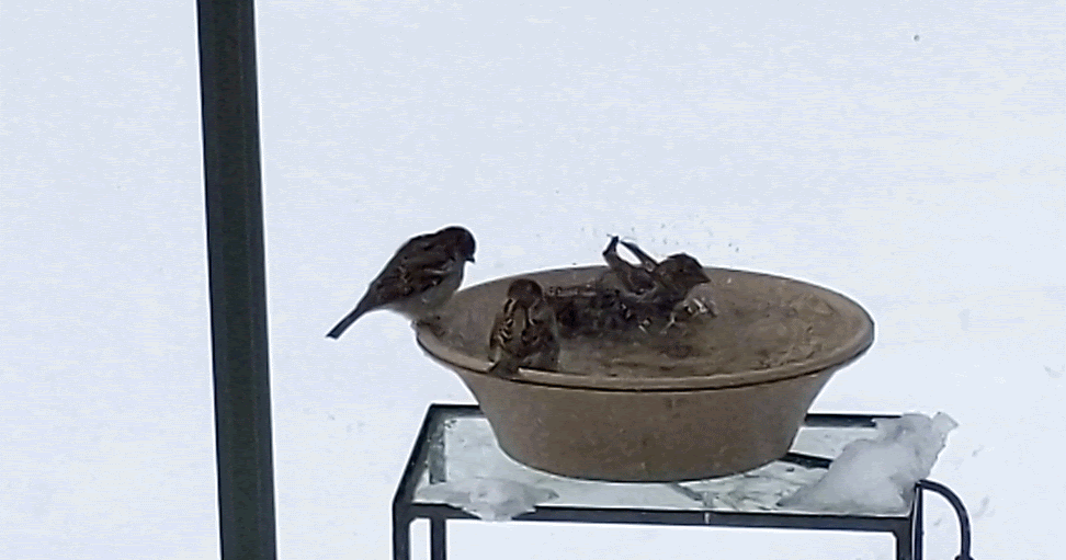 Winter Heated Bird Bath Full Of House Sparrows