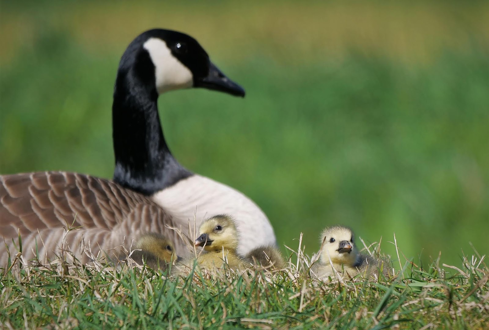 AMSTERDAMSE WATERLEIDINGDUINEN AWD: Pullen