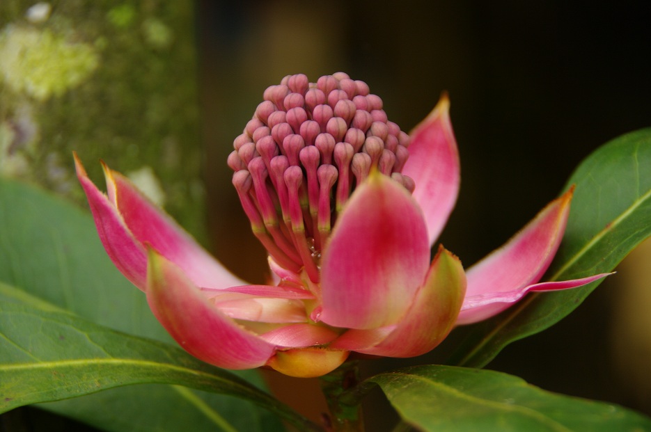 Homespun bliss: Stages of a waratah coming to bloom