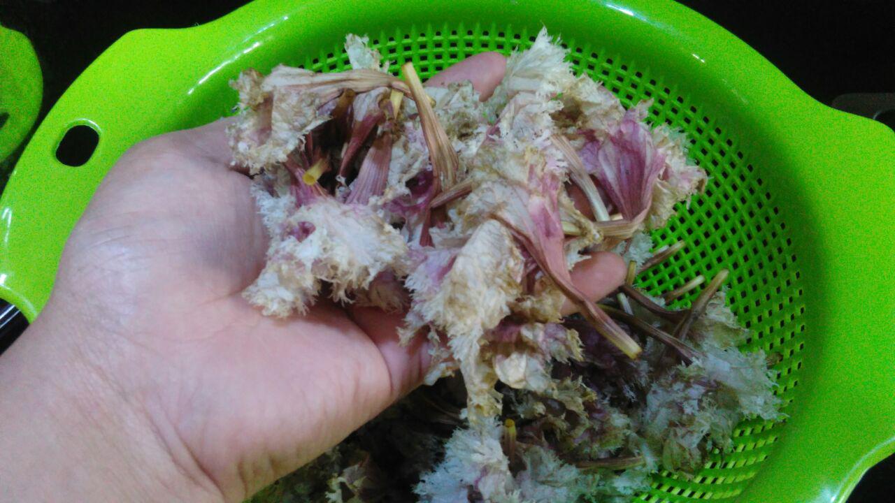 TALAM PULUT BUNGA CHICHA (CICA)