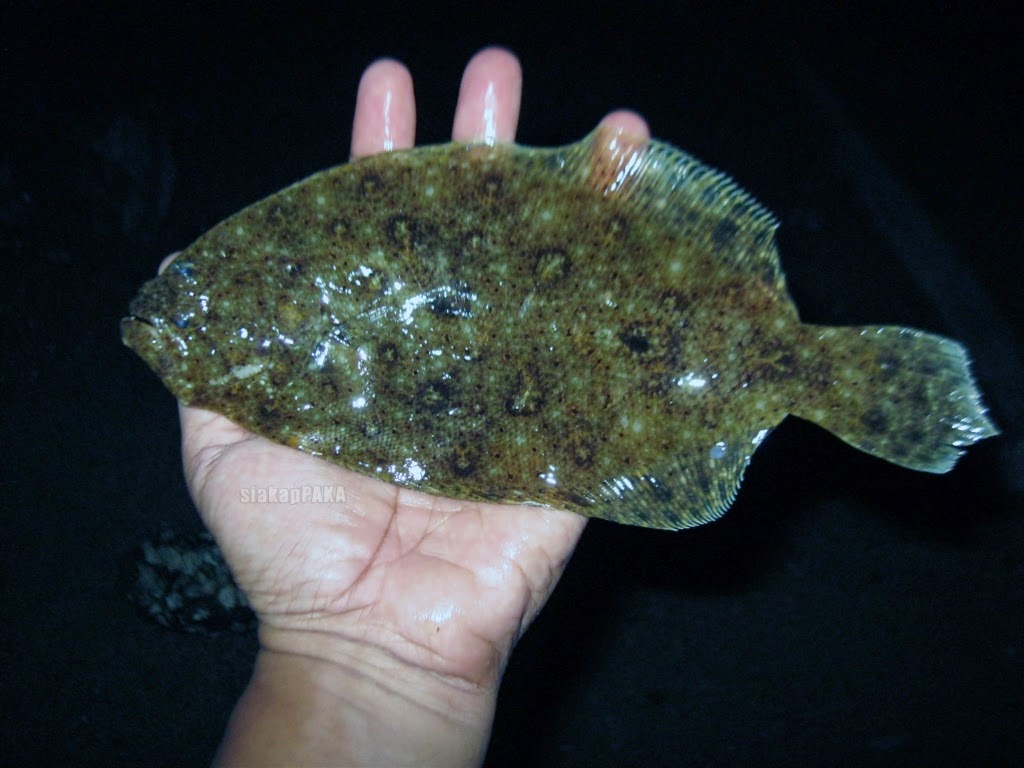 Ikan Sebelah | Siakappaka