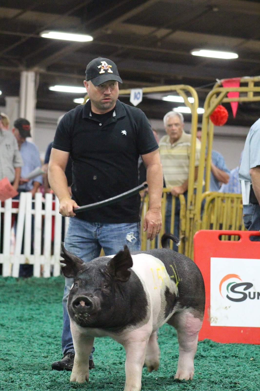 NSR Show & Sale Results: NSR Summer Type Conference Crossbred Boar Show ...