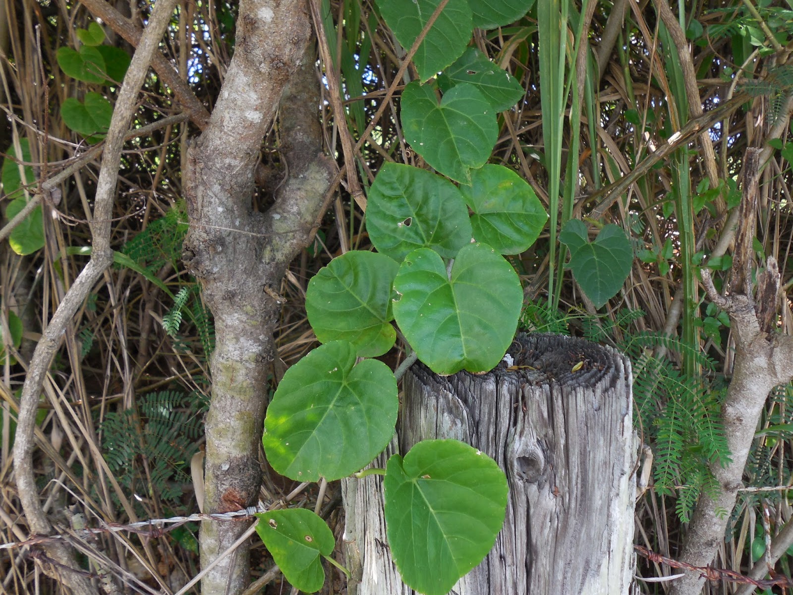 INVENTARIO DE ESPECIES EN EL SECTOR EL PASTILLO ISABELA, PUERTO RICO ...