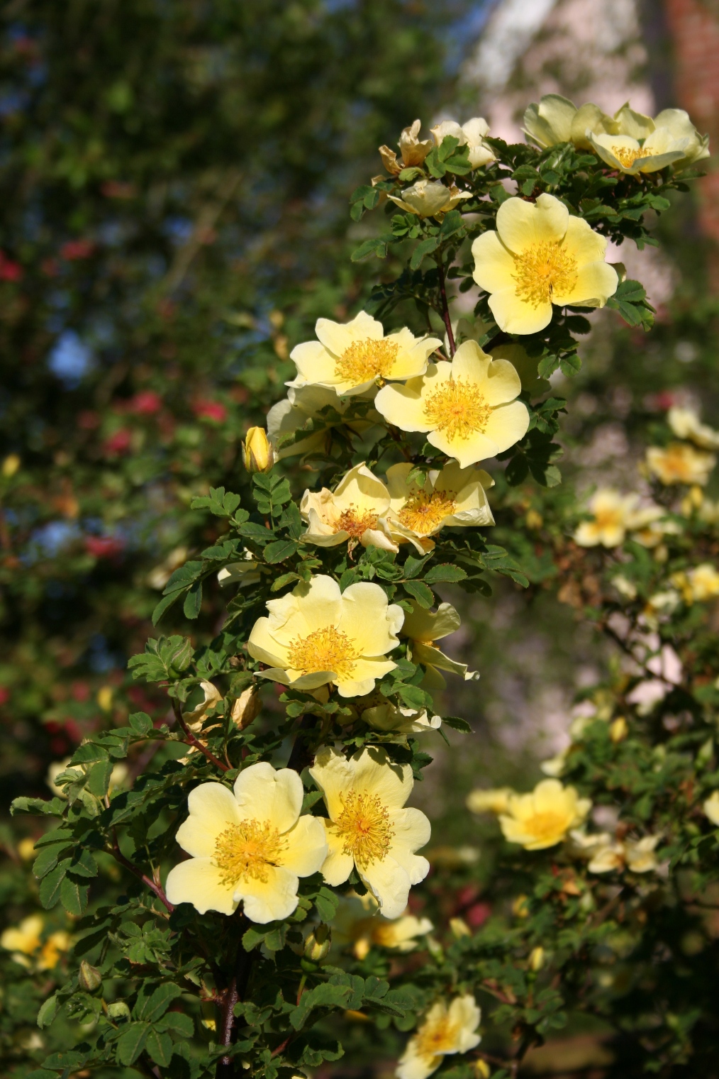 Pagus Soham: Rosa xanthina ... canary bird rose