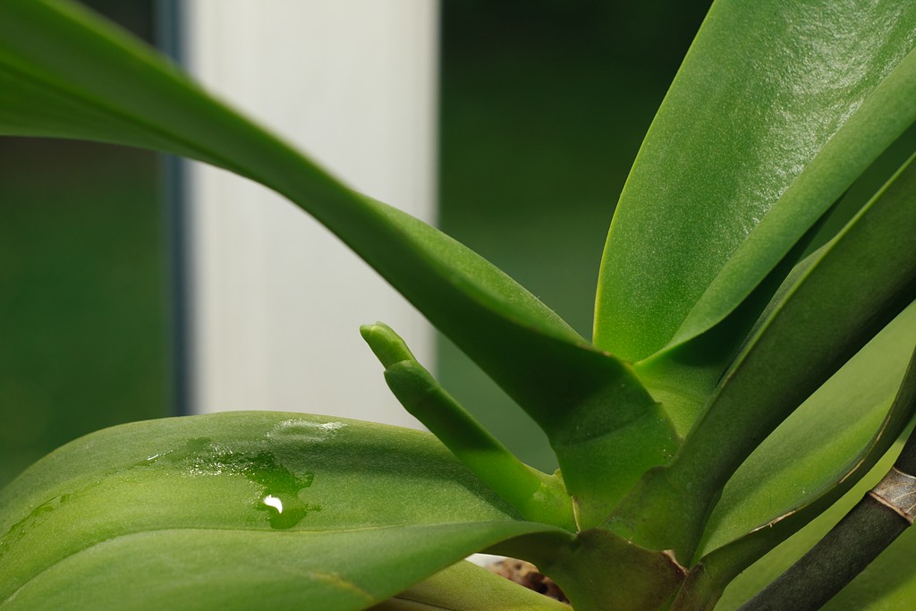 Kiisukeauh: Minu hobi. Kuukingad (orhideed).