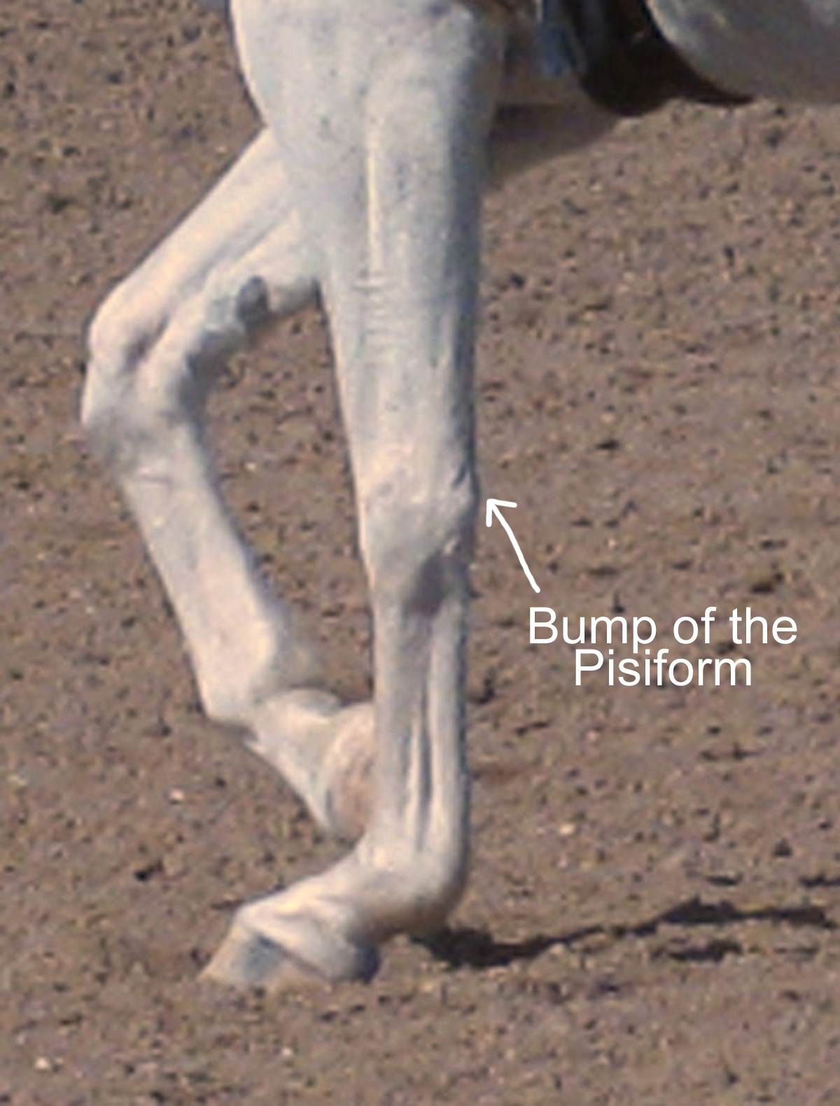 Musings at Minkiewicz Studios LLC: Equine Anatomy and Biomechanics: A ...