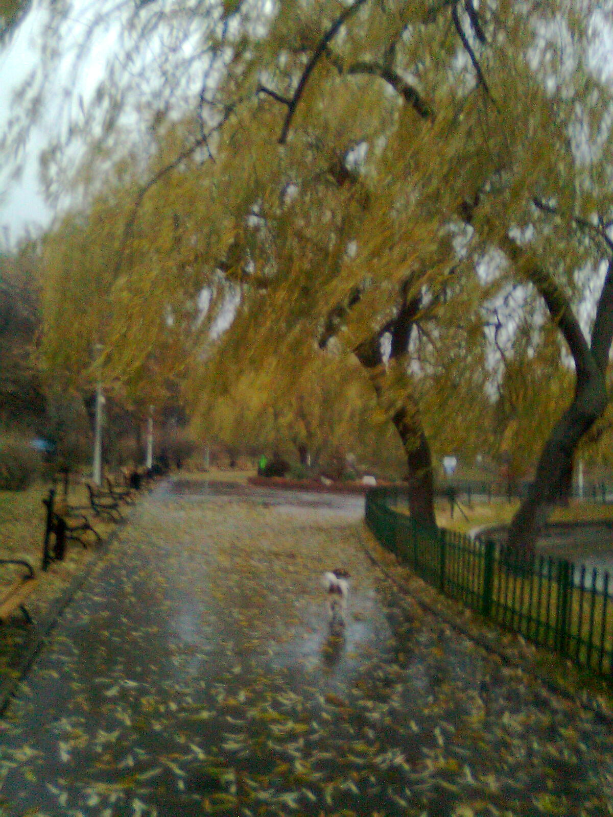 Trililisca Blog's: Mesaje bat in geam