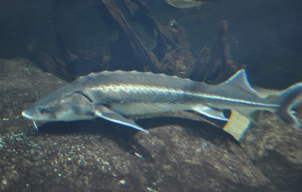 ZOOTOGRAFIANDO (6.100 ANIMALS): ESTURIÓN RUSO O DEL DANUBIO / RUSSIAN ...