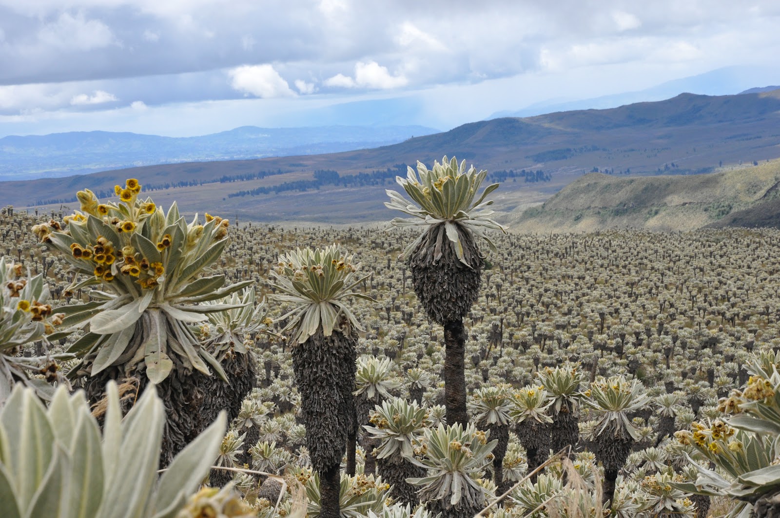 DARIO XAVIER IZA: Reserva Ecológica EL ANGEL. Provincia del Carchi