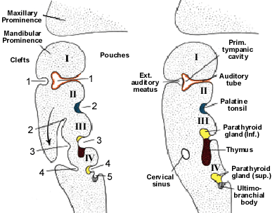 Medical Science Made Easy: Pharyngeal Pouches Derivatives at a glance