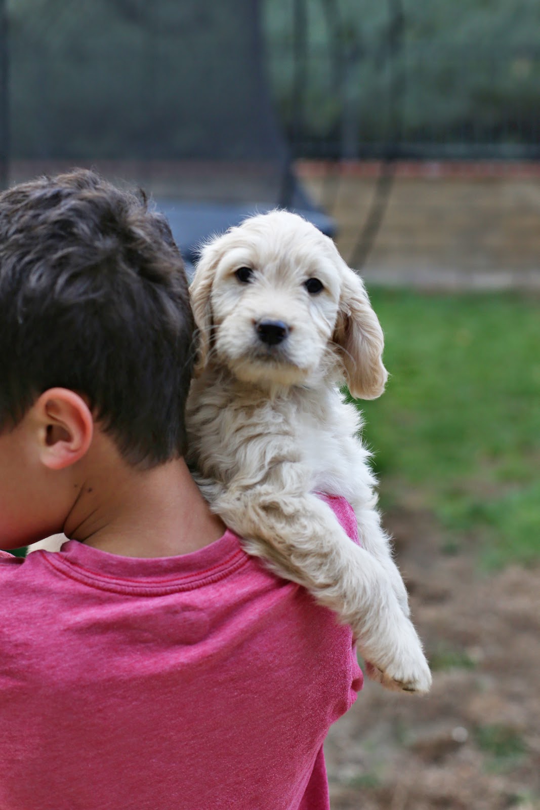 Faithful Doodles: Izzy & Ryder's 8 Week Old F1 English Goldendoodles ...